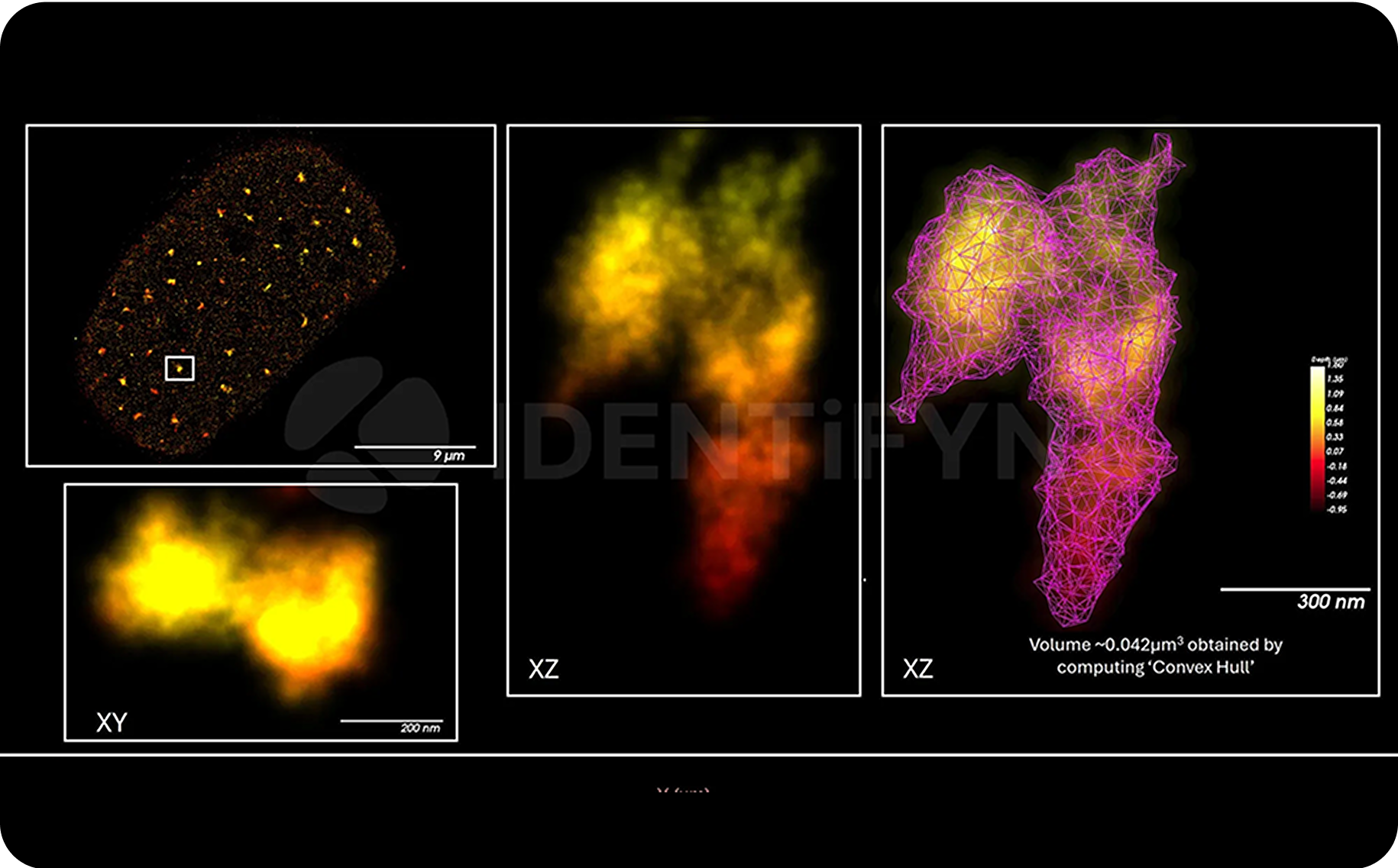Primary Antibodies incl. Rabbit Recombinant Monoclonal Antibodies ...